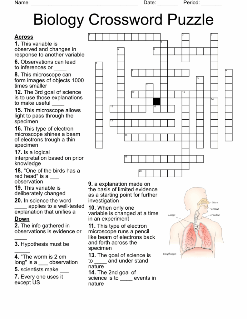 Biology Crossword Puzzle Worksheets - Puzzle Worksheets Printable